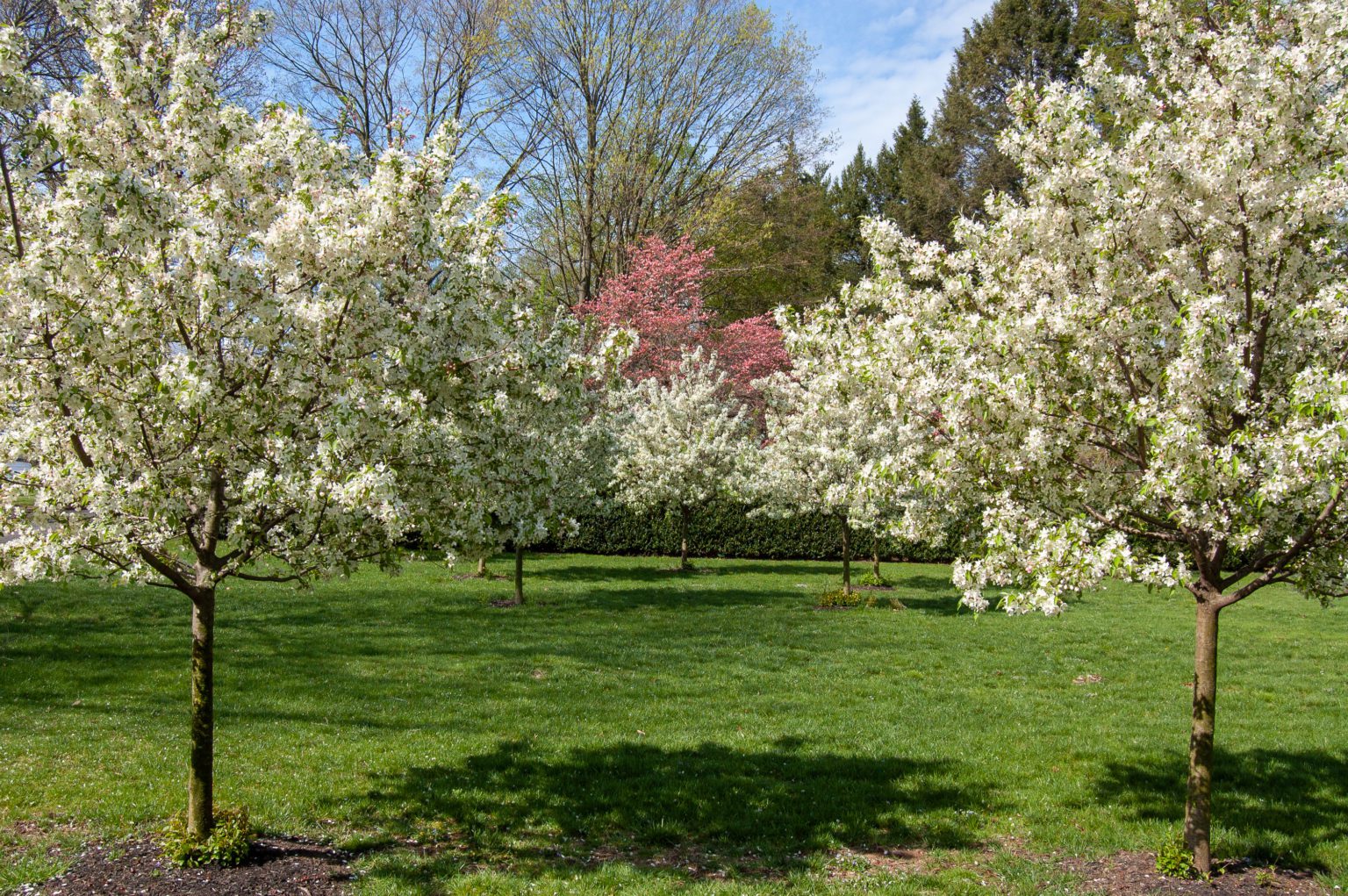 Arboretum | Andalusia